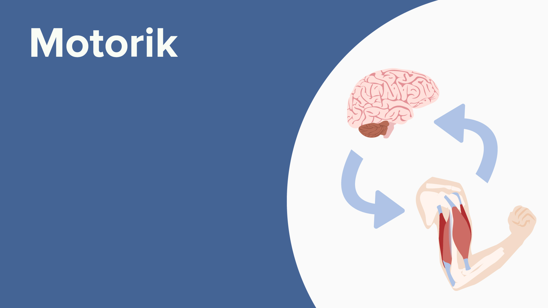 Muskelreflexe und Renshaw-Zellen – Physiologie Onlinevortrag