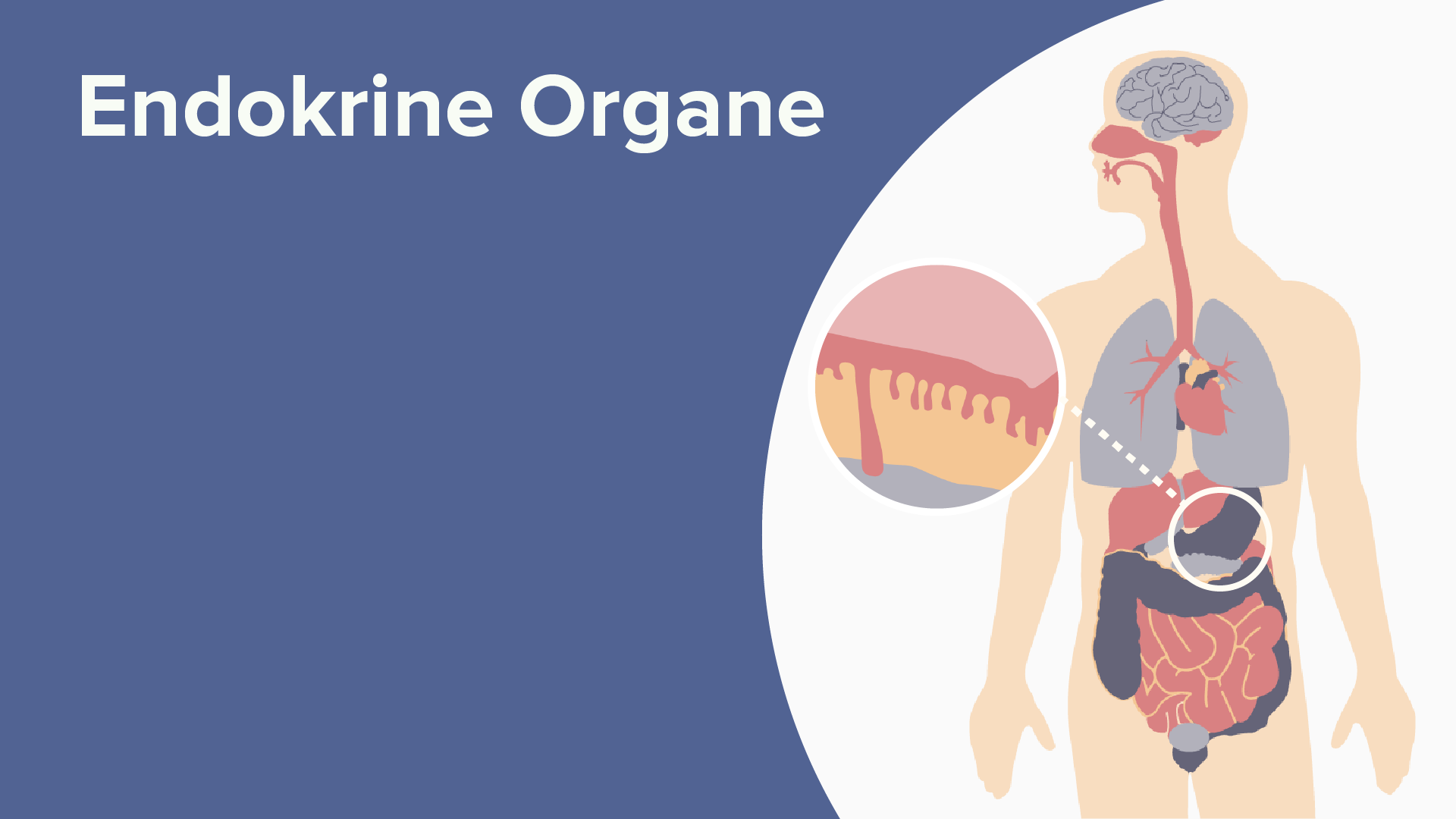 Endokrine Organe – Online Medizin Kurs | Lecturio