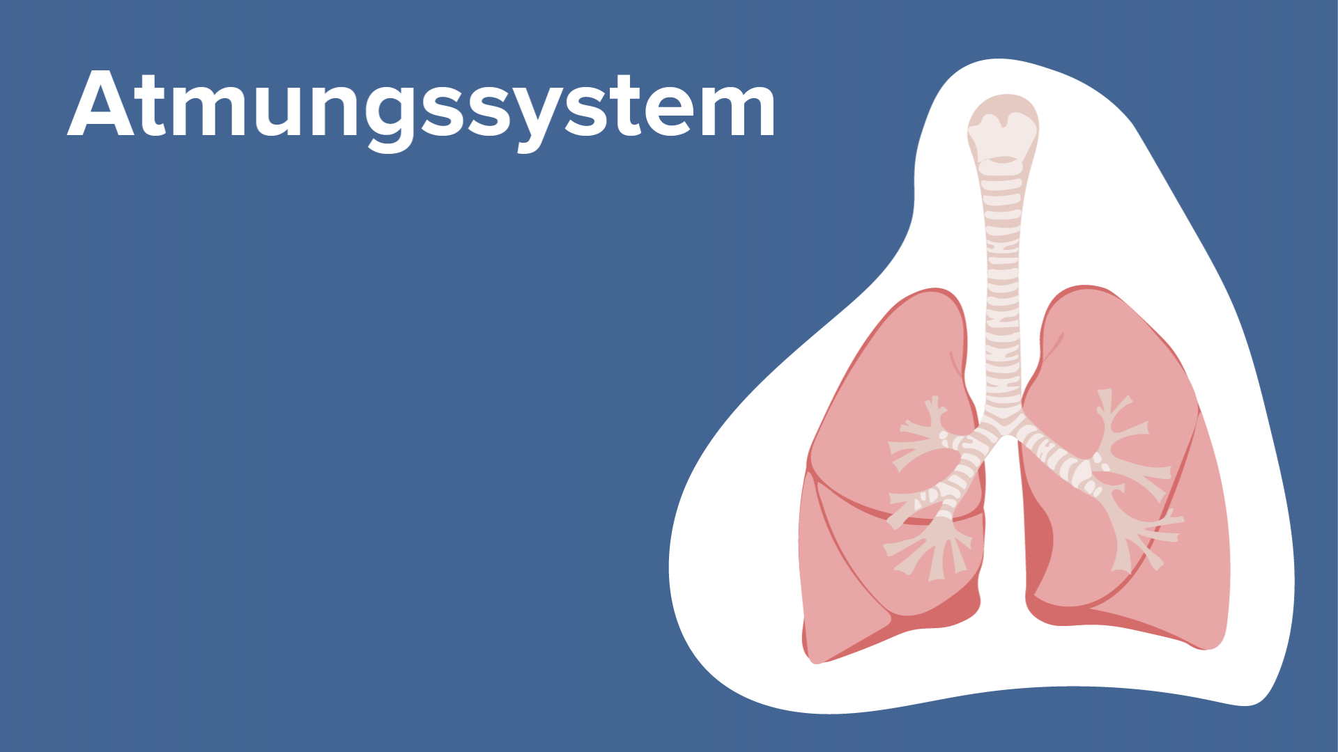 Atmung & Atemmuskulatur: Diaphragma, Brust, Rücken, etc.