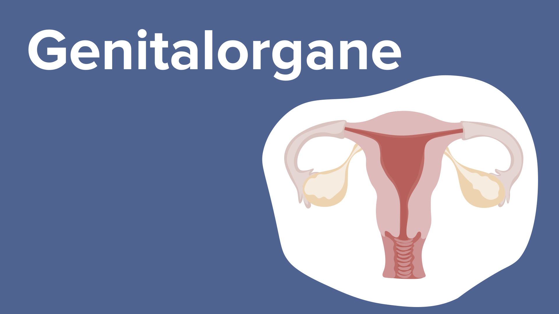 Weibliche Genitalien: Entwicklung – Medizin online lernen | Lecturio