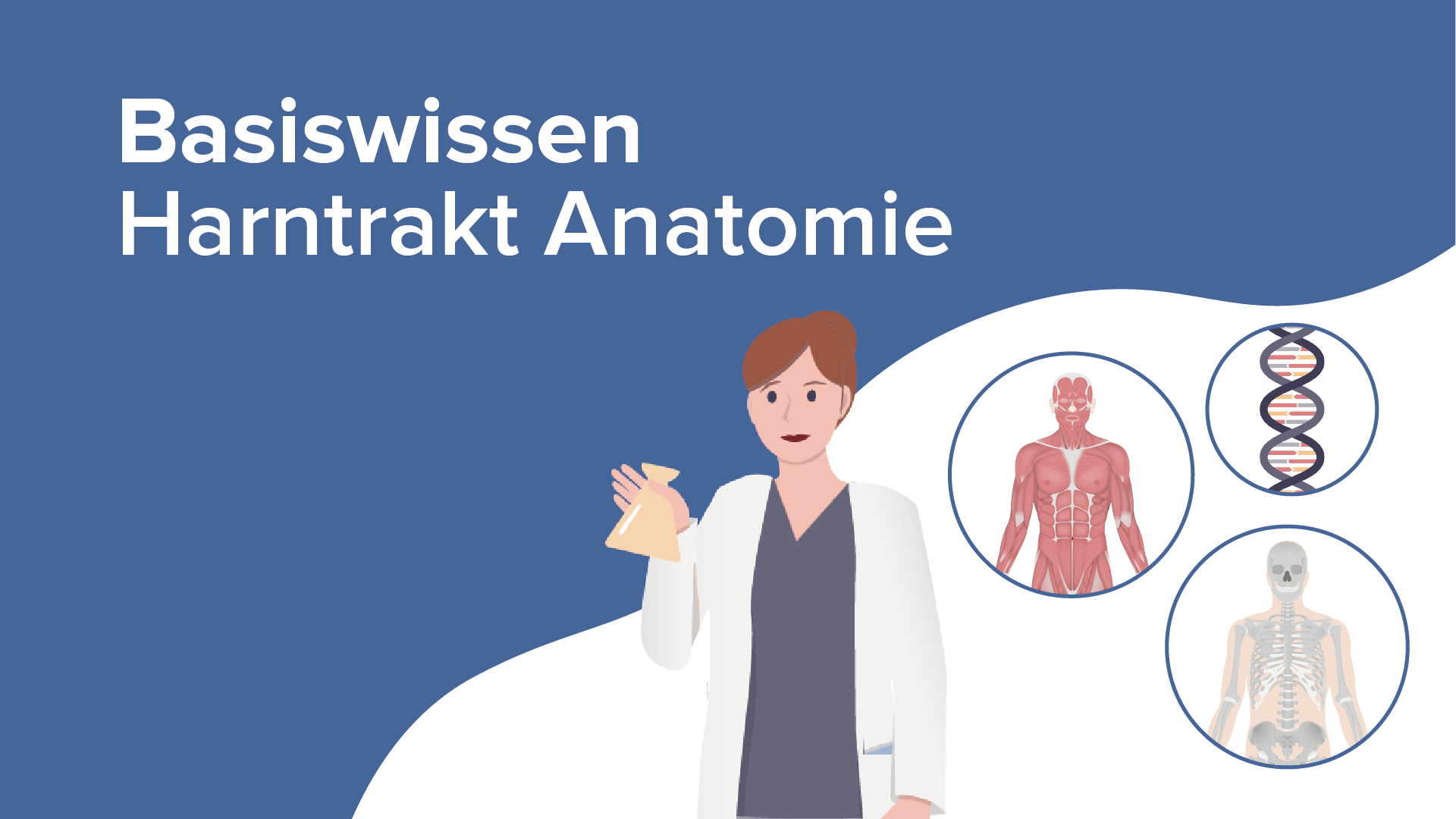 Harnblase – Online Harntrakt Anatomie Kurs | Lecturio