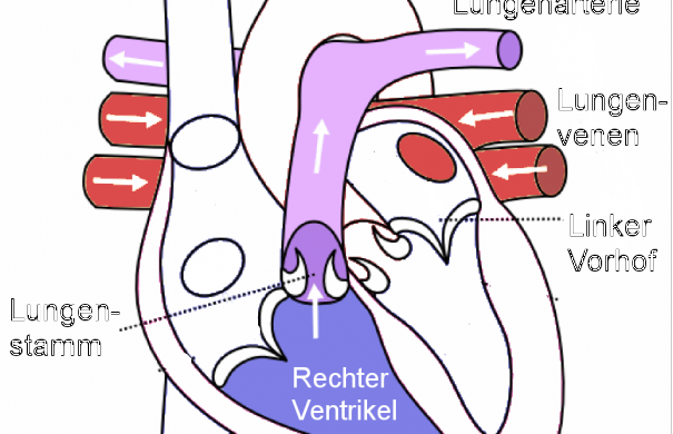 Atmung, Respiration | Medizin-Lexikon | Online Lernen