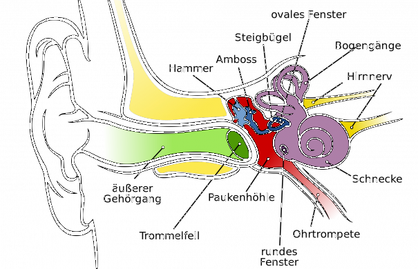 Ohrensausen, Ohrgeräusche, Tinnitus | Medizin-Lexikon