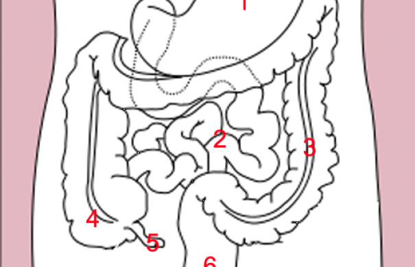 Darm | Medizin-Lexikon | Online Lernen mit Lecturio