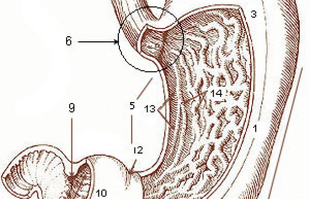 Magen, Gaster, Ventriculus | Medizin-Lexikon | Lecturio