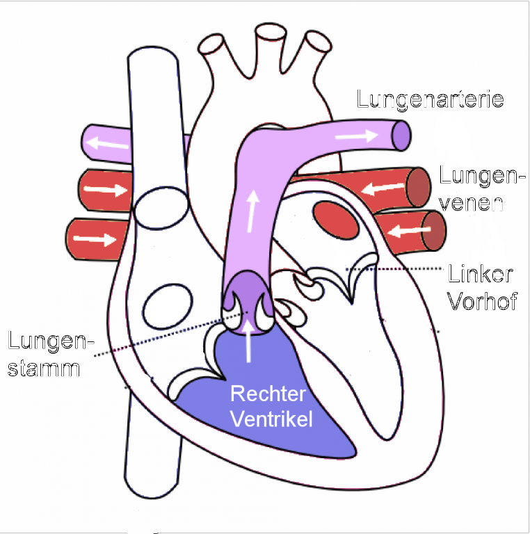 Atmung, Respiration | Medizin-Lexikon | Online Lernen