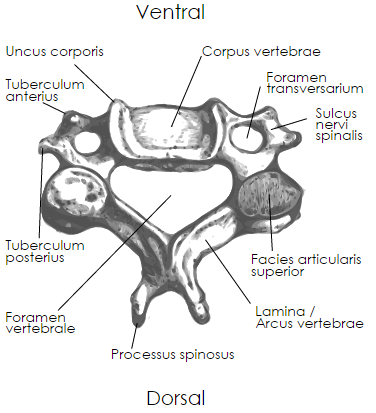 Die Anatomie der Halswirbelsäule | Das Lecturio Medizin Magazin