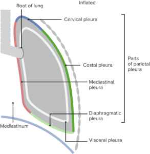 Lung – Anatomy of the Respiratory Organ | Online Medical Library
