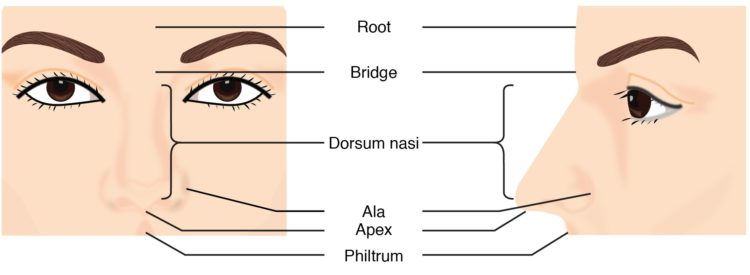 Nose: Anatomy and Histology of the Human Nose | Medical Library