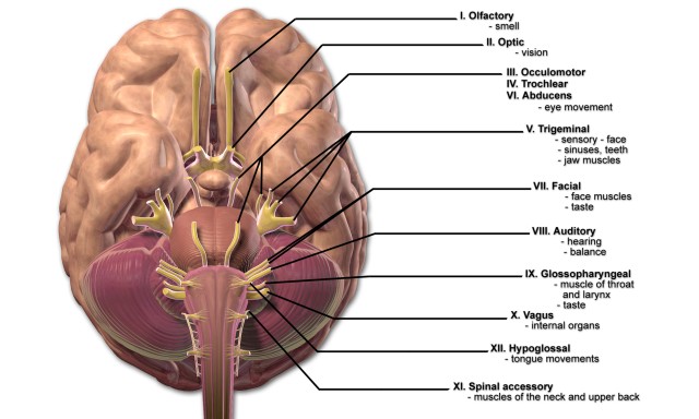 The 12 Cranial Nerves And Their Functions Medical Library