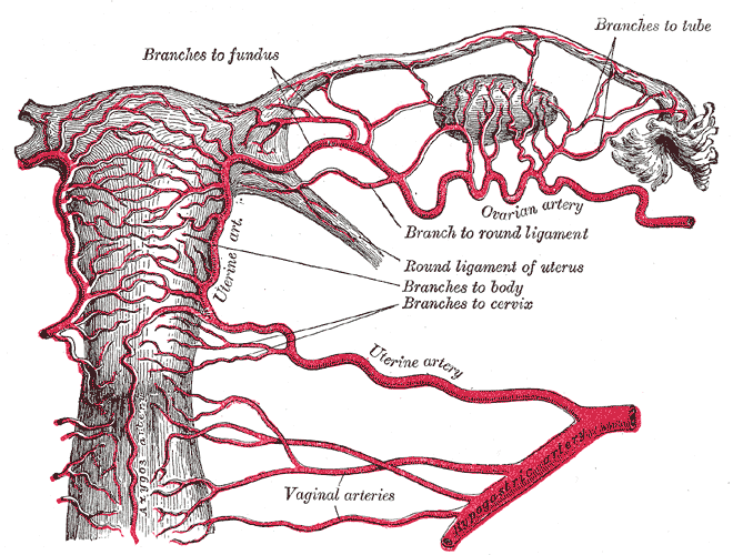 Ovarian Torsion Adnexal Torsion — Diagnosis And Treatment