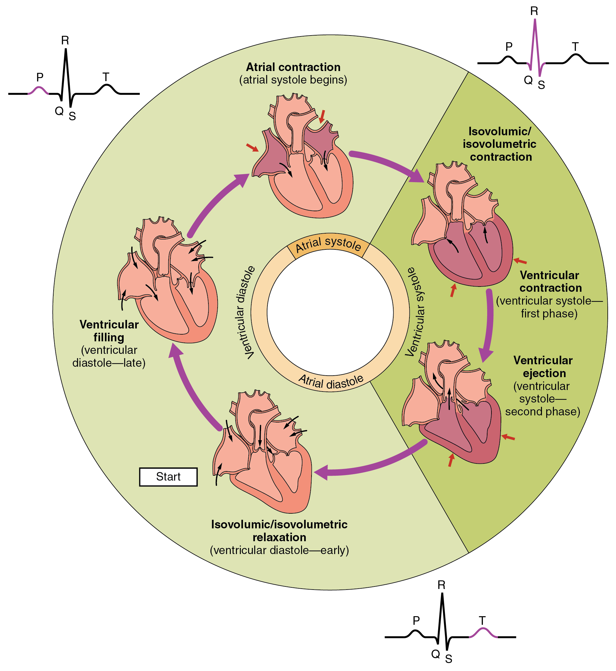 Heart Sounds Origin Timing And Murmurs Medical Library