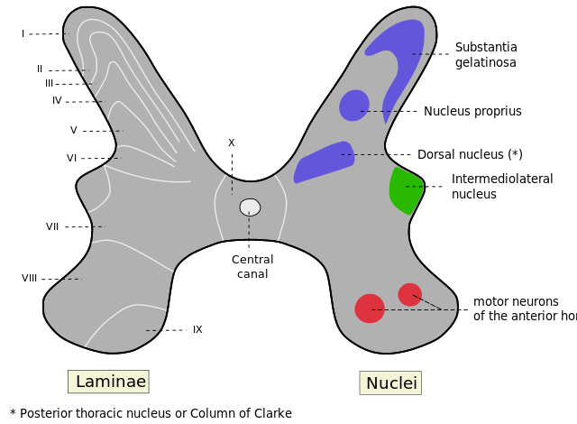 The Spinal Cord: Anatomy & Functions and Spinal Cord Injuries