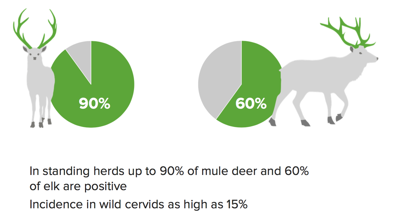 Chronic Wasting Disease (CWD) — Transmission Pathways | Lecturio