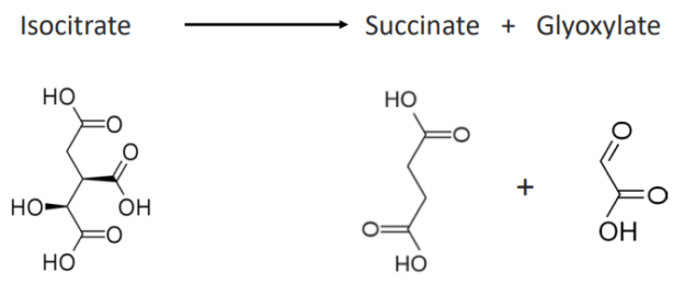 Isocitrate Carbons