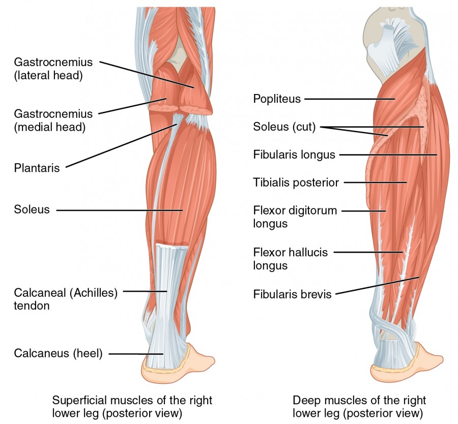 Anatomy Of The Lower Extremities Muscles Of The Lower Leg And Foot