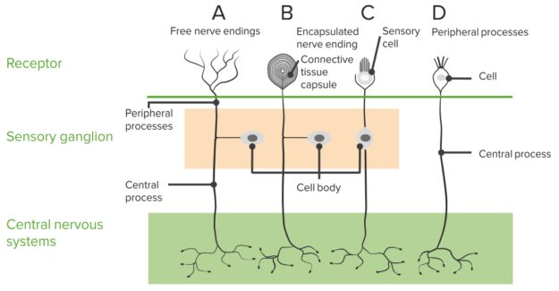 The Sensory Systems of the Human Body | Online Medical Library